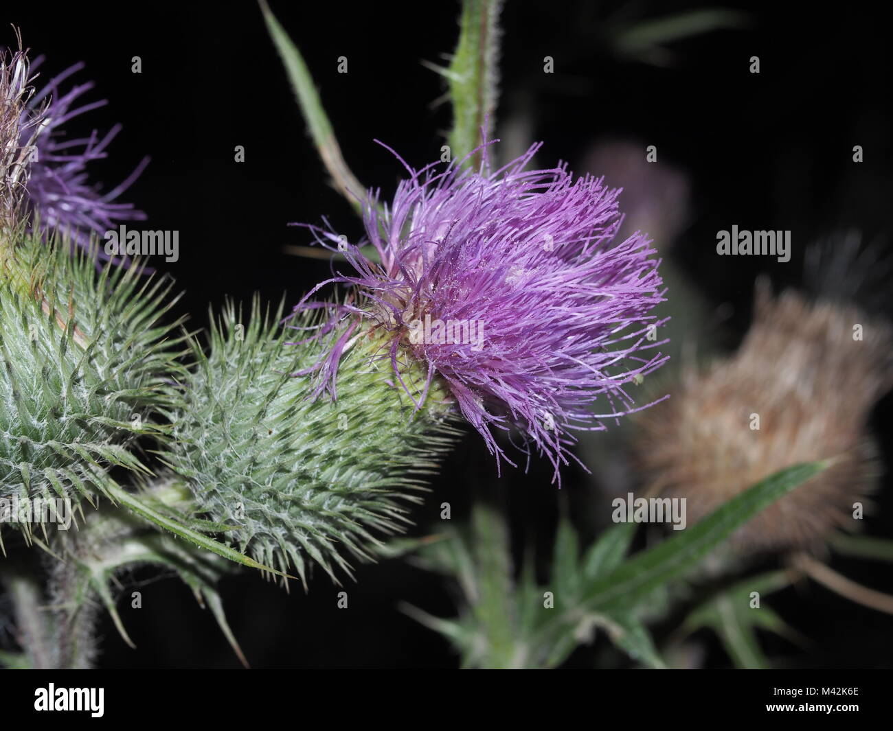 Buds and flowers of Thistle plants. Prickly plant. Close up Stock Photo ...