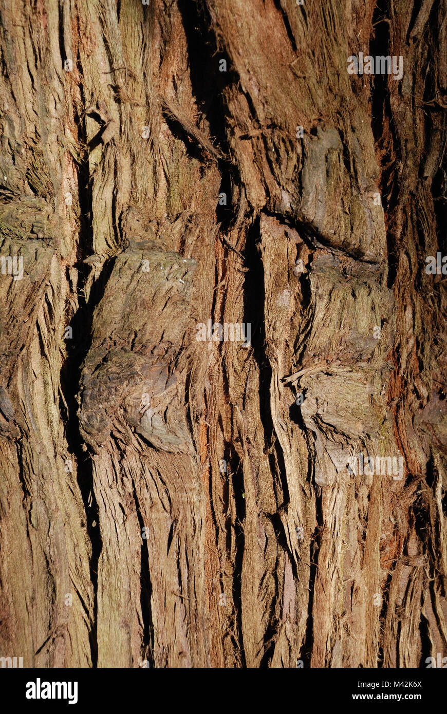 trunk of tree Stock Photo - Alamy