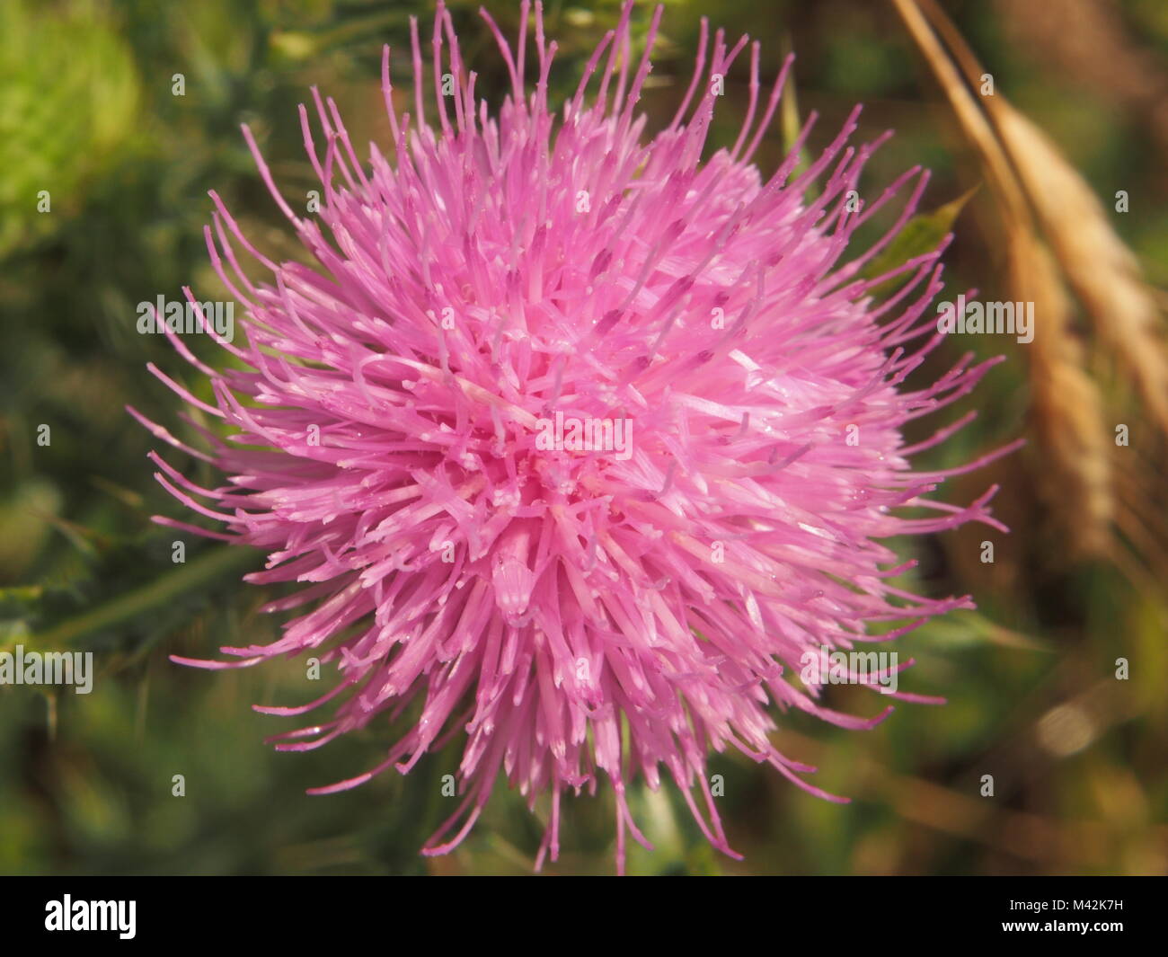Buds and flowers of Thistle plants. Prickly plant. Close up Stock Photo ...