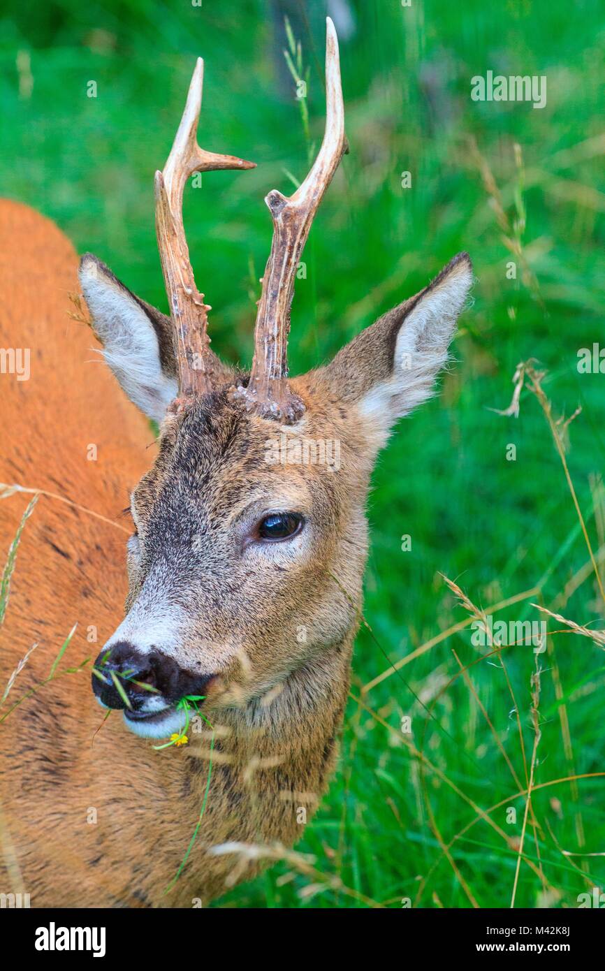Roe deer portrait. Val di Funes, Trentino Alto Adige, Italy Stock Photo ...