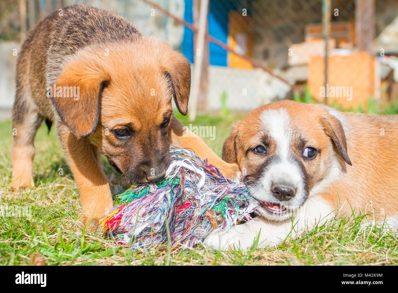 Pair of Dog puppies. Lombardy - Italy Stock Photo - Alamy
