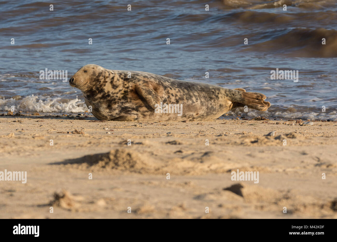 Posing seal hi-res stock photography and images - Alamy