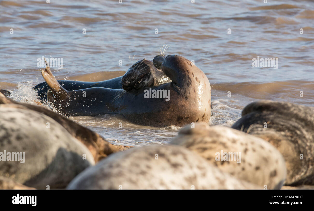 Playful seals hi-res stock photography and images - Alamy