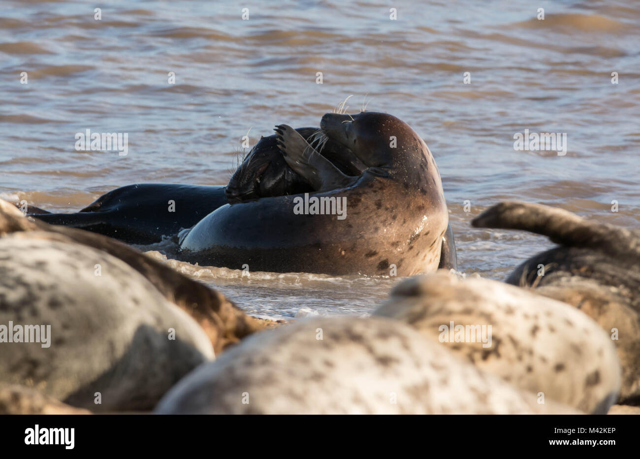 Playful seals hi-res stock photography and images - Alamy
