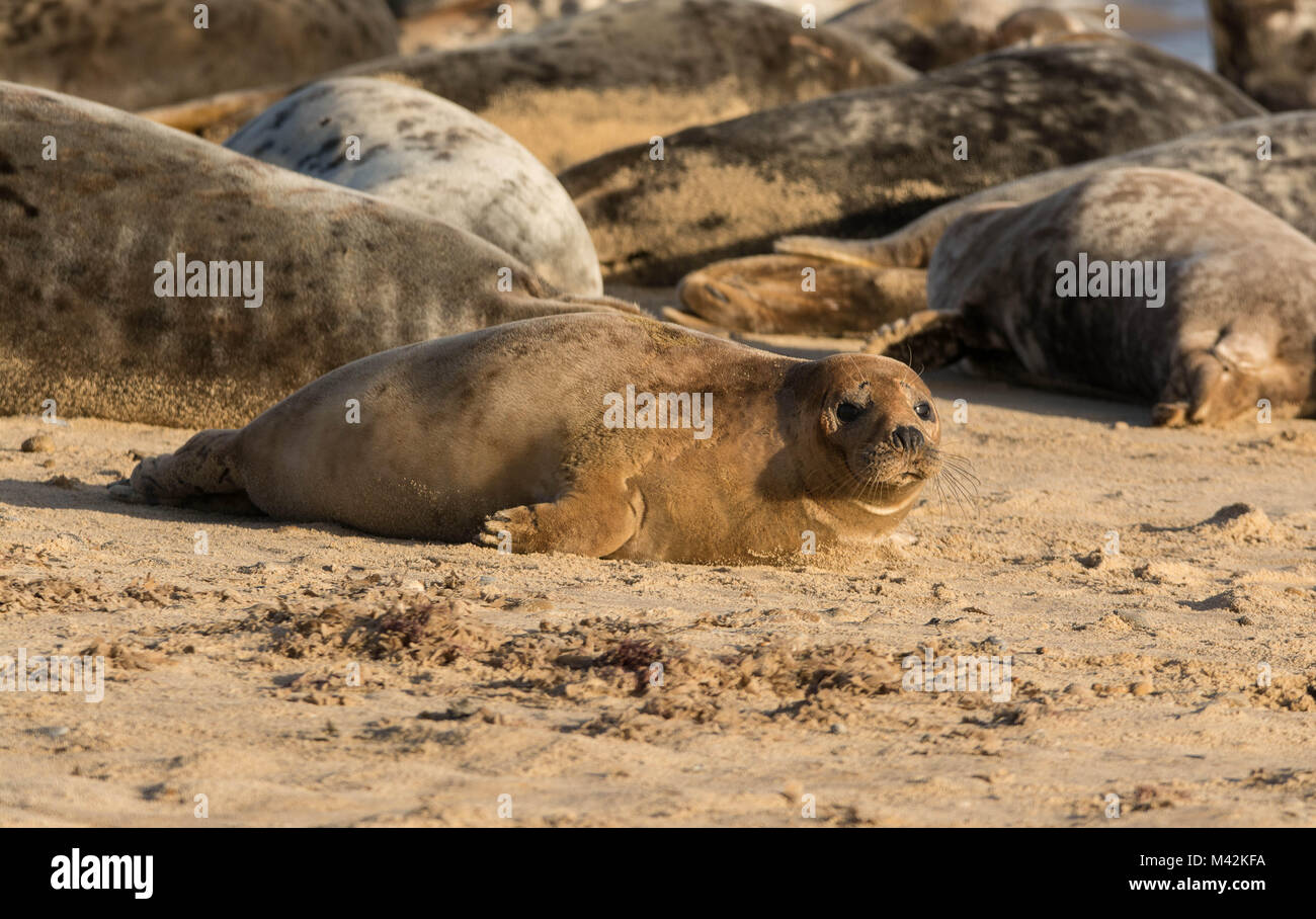Coastal seals hi-res stock photography and images - Alamy