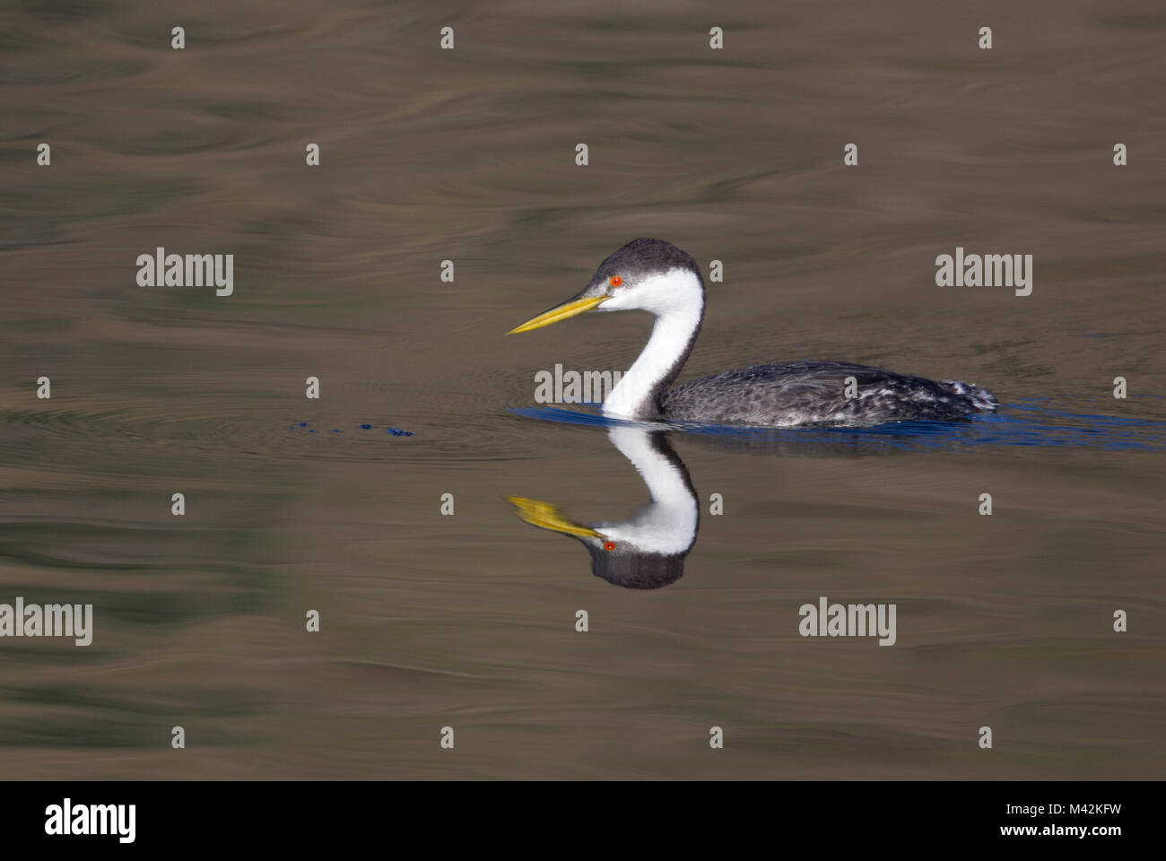 Western Grebe and Reflection Stock Photo - Alamy