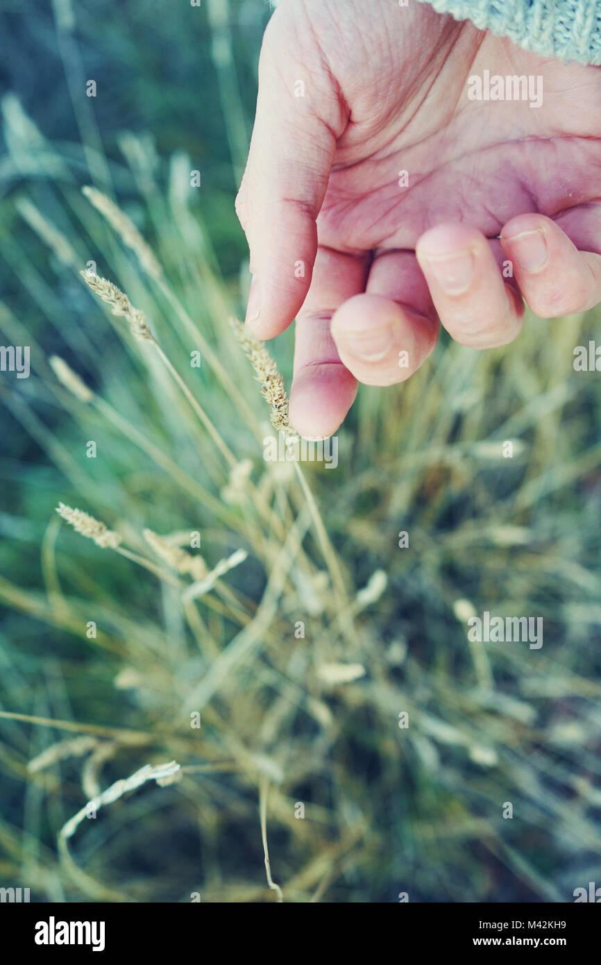 Hand touching a green spike Stock Photo - Alamy