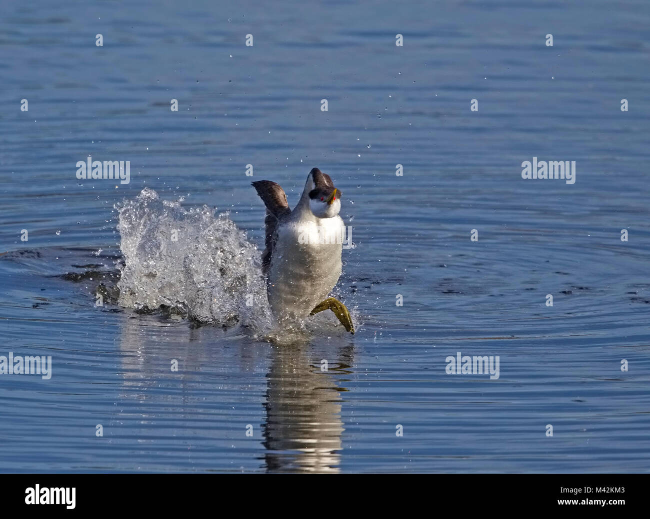 Western Grebe Rushing Stock Photo - Alamy