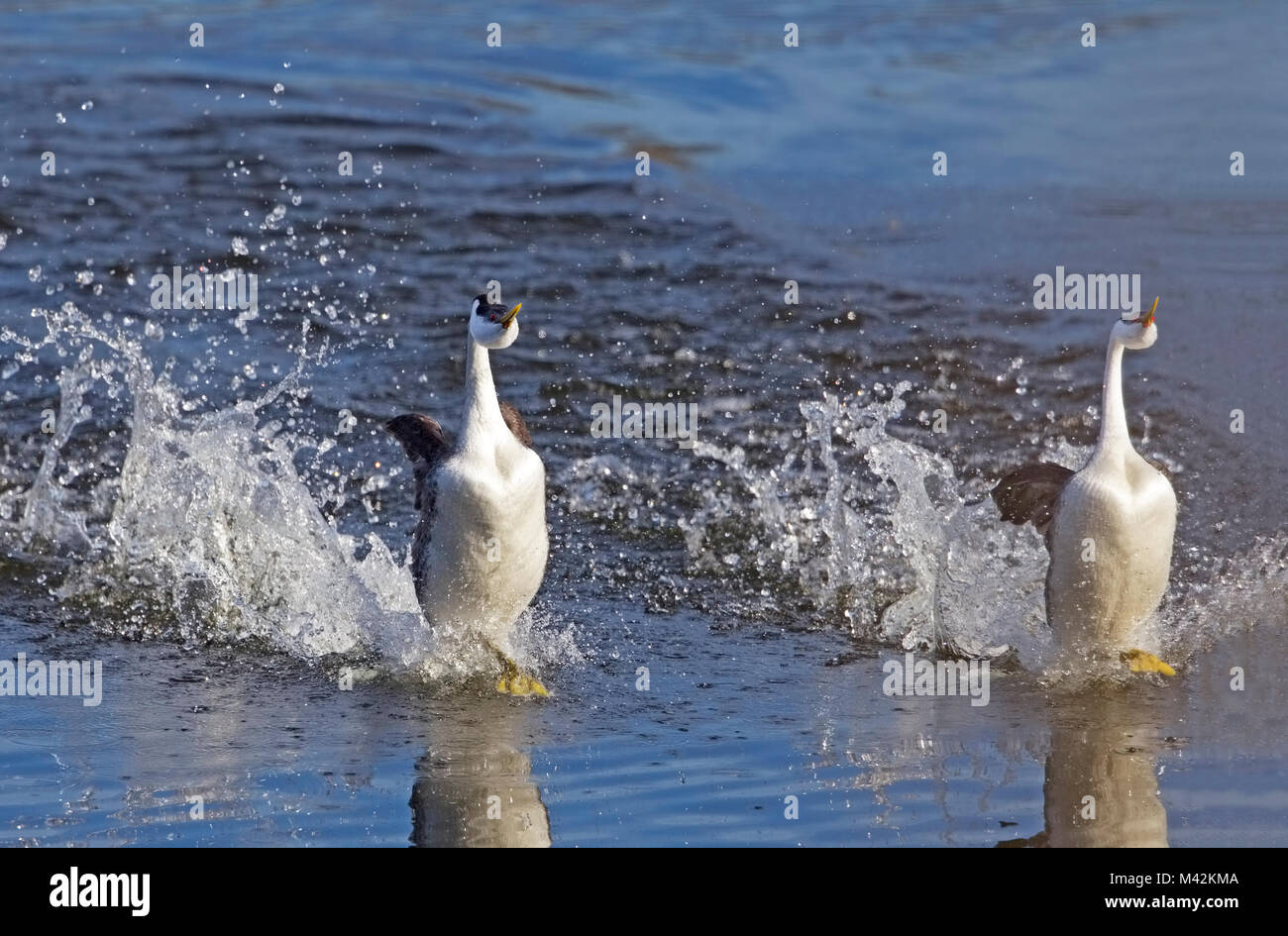 Two western grebes aechmophorus occidentalis hi-res stock photography ...