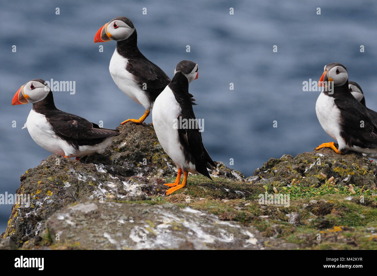 Puffin bird birds seabird hi-res stock photography and images - Alamy
