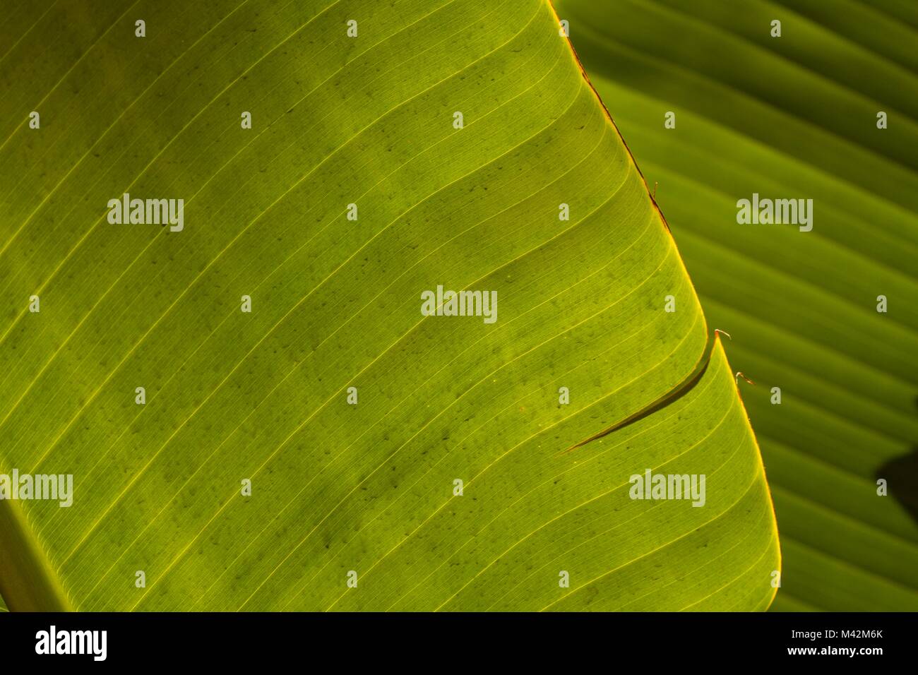 The diagonal texture, formed by large green leaves, creates an abstract ...