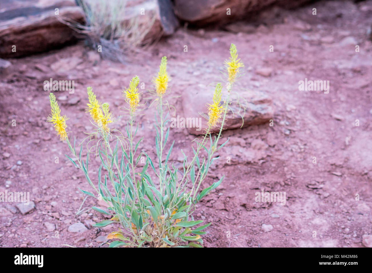 Beautiful yellow desert flower Stock Photo - Alamy