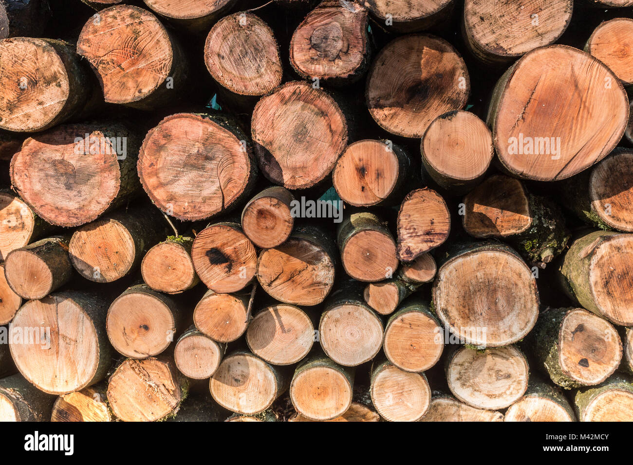 Tree rings annular rings hi-res stock photography and images - Alamy