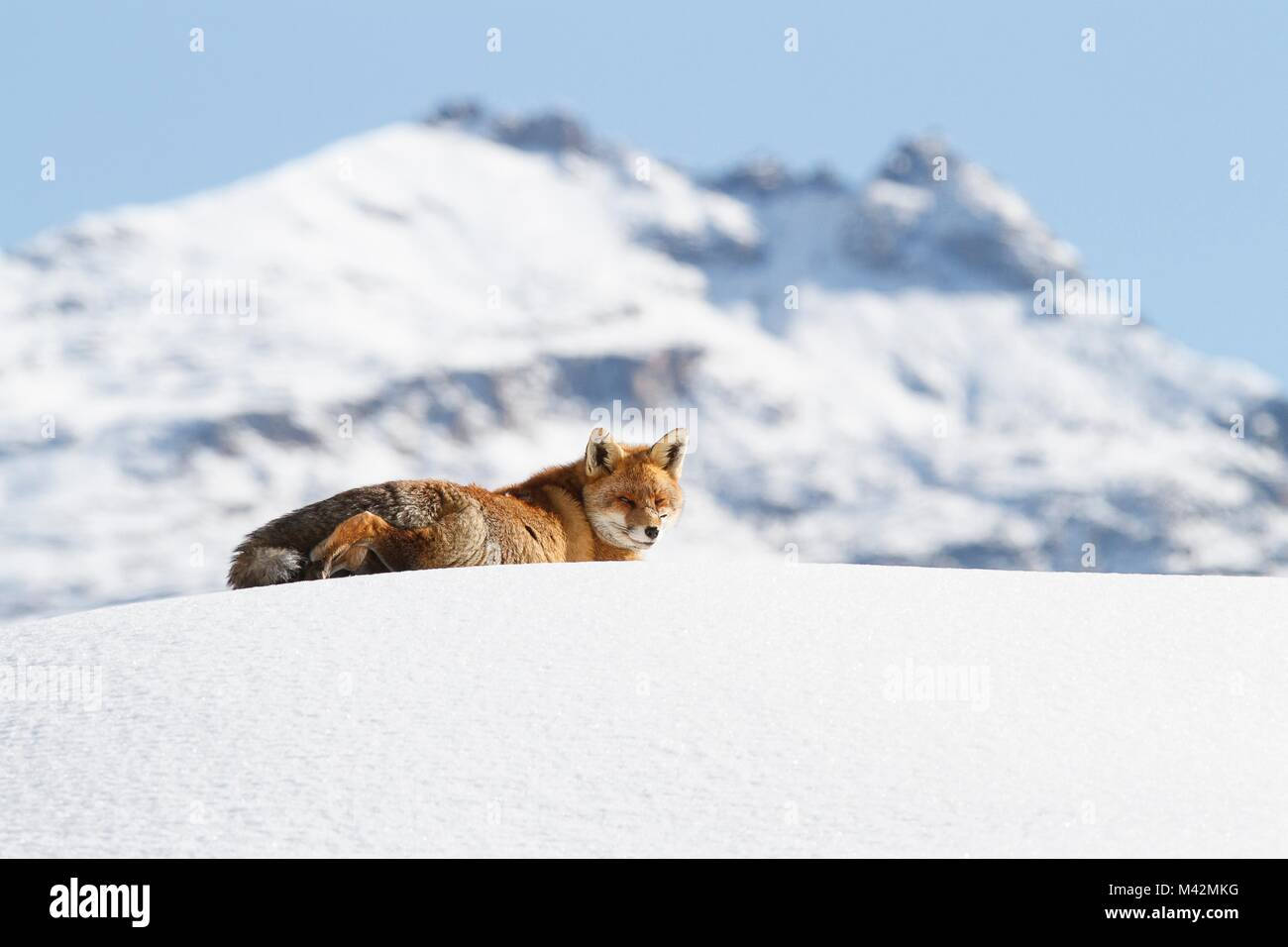 Gran Paradiso National Park, Piedmont, Italy. Red fox Stock Photo - Alamy