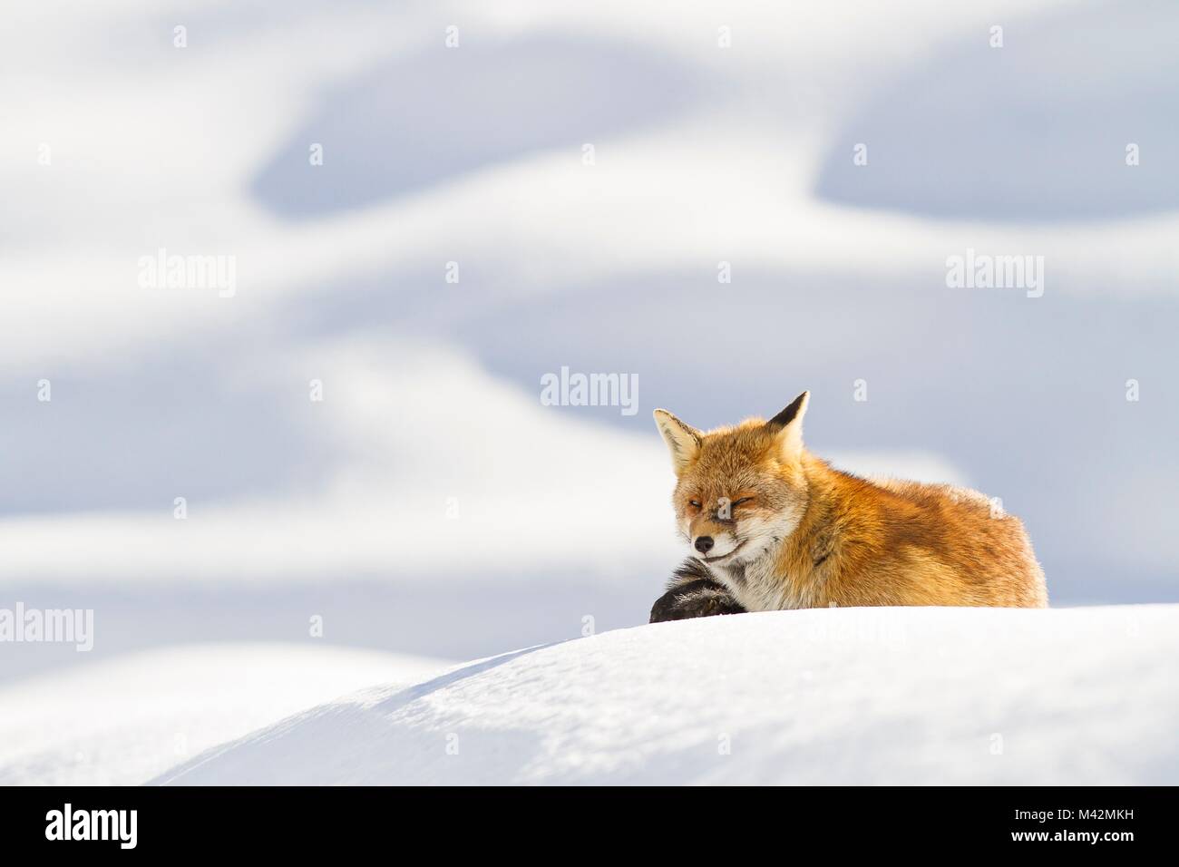 Gran Paradiso National Park, Piedmont, Italy. Red fox Stock Photo - Alamy
