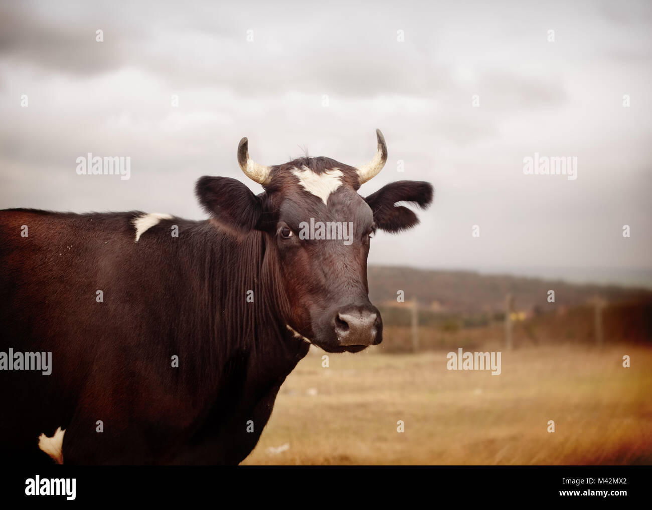 Cow with heart shape Stock Photo - Alamy