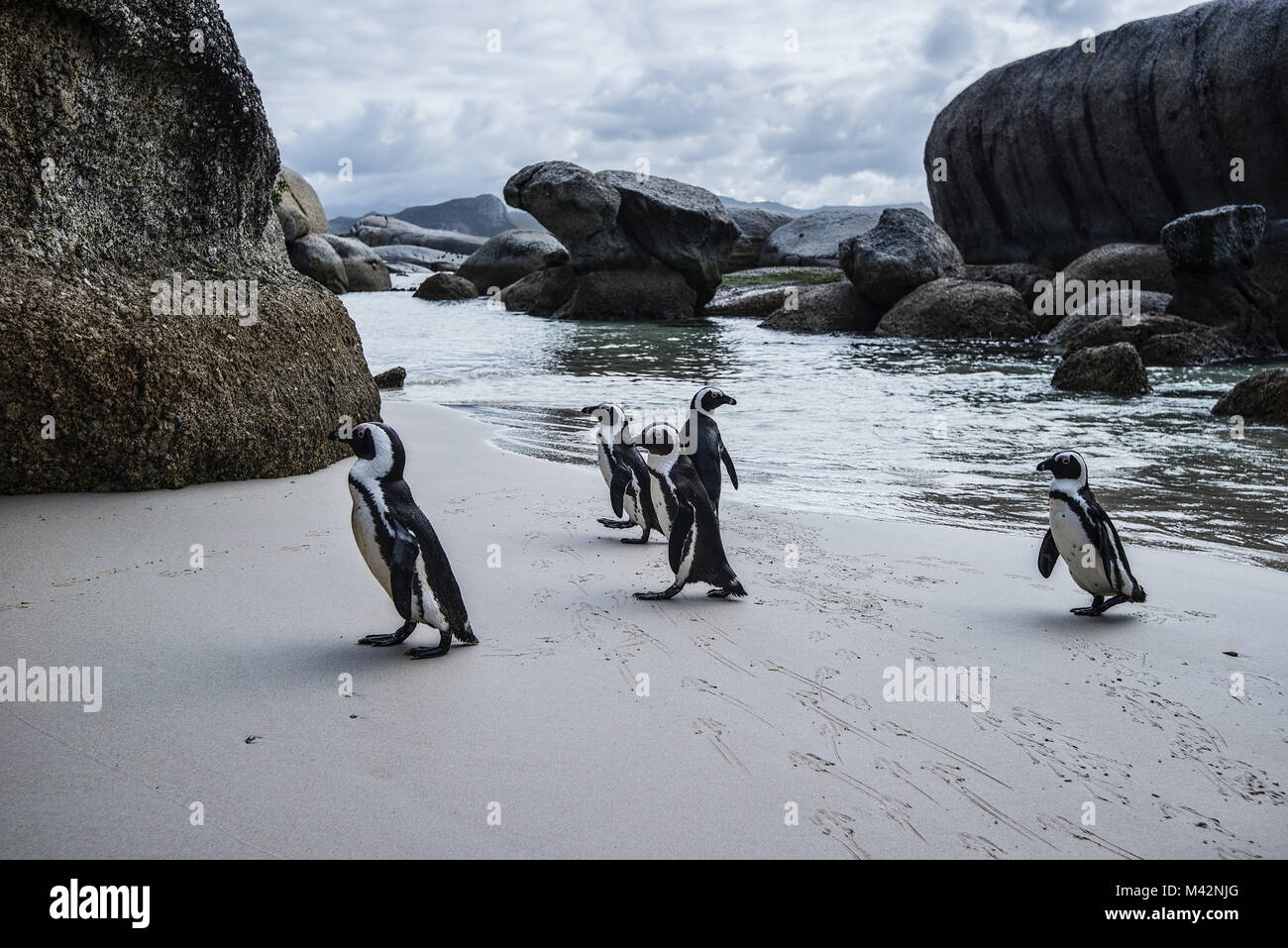 South Africa Boulders Beach taken in 2015 Stock Photo - Alamy