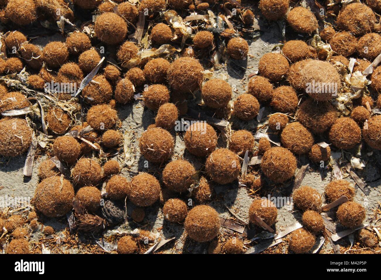 Dry oceanic posidonia seaweed balls on the beach and sand texture in a ...