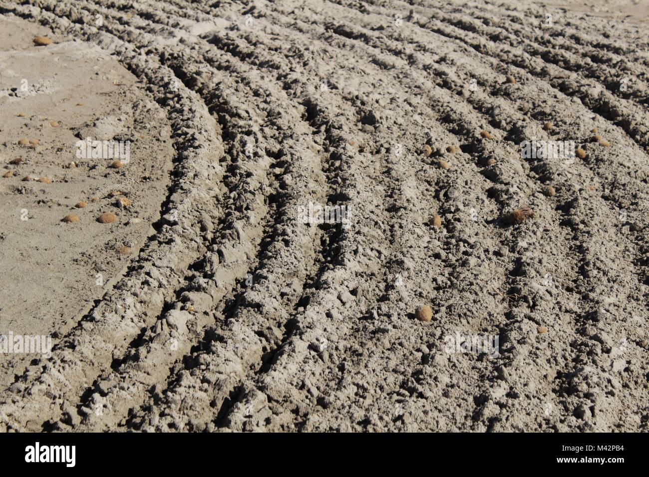 Sand racked texture on the beach in the morning Stock Photo - Alamy