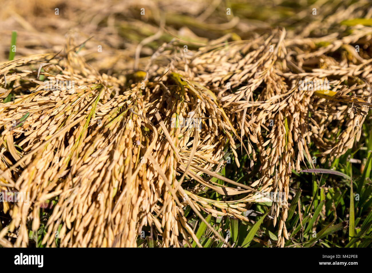 Punakha, Bhutan. Rice Ready for Harvest, Mo River Valley Stock Photo ...