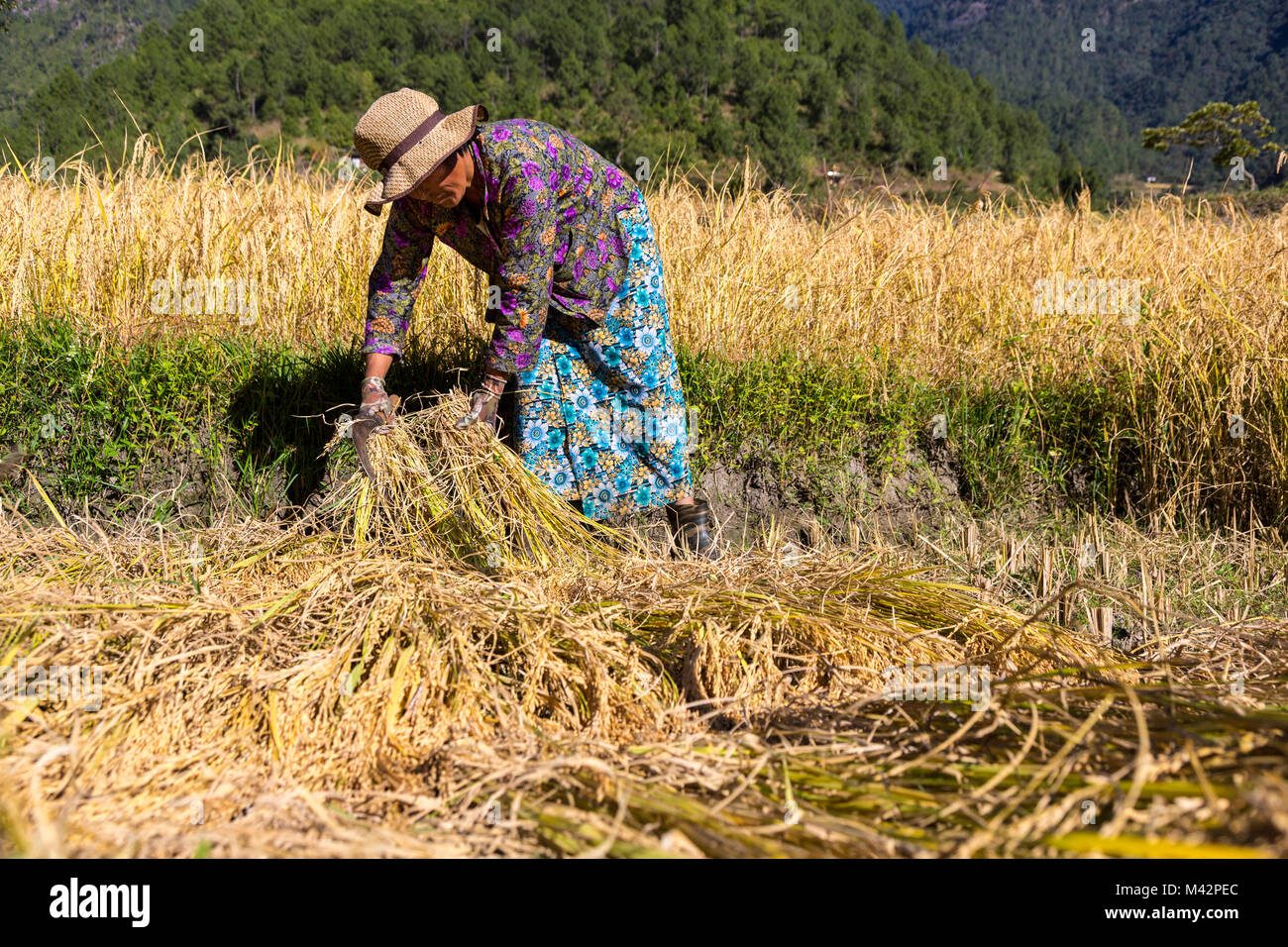 Harvesting rice hi-res stock photography and images - Alamy