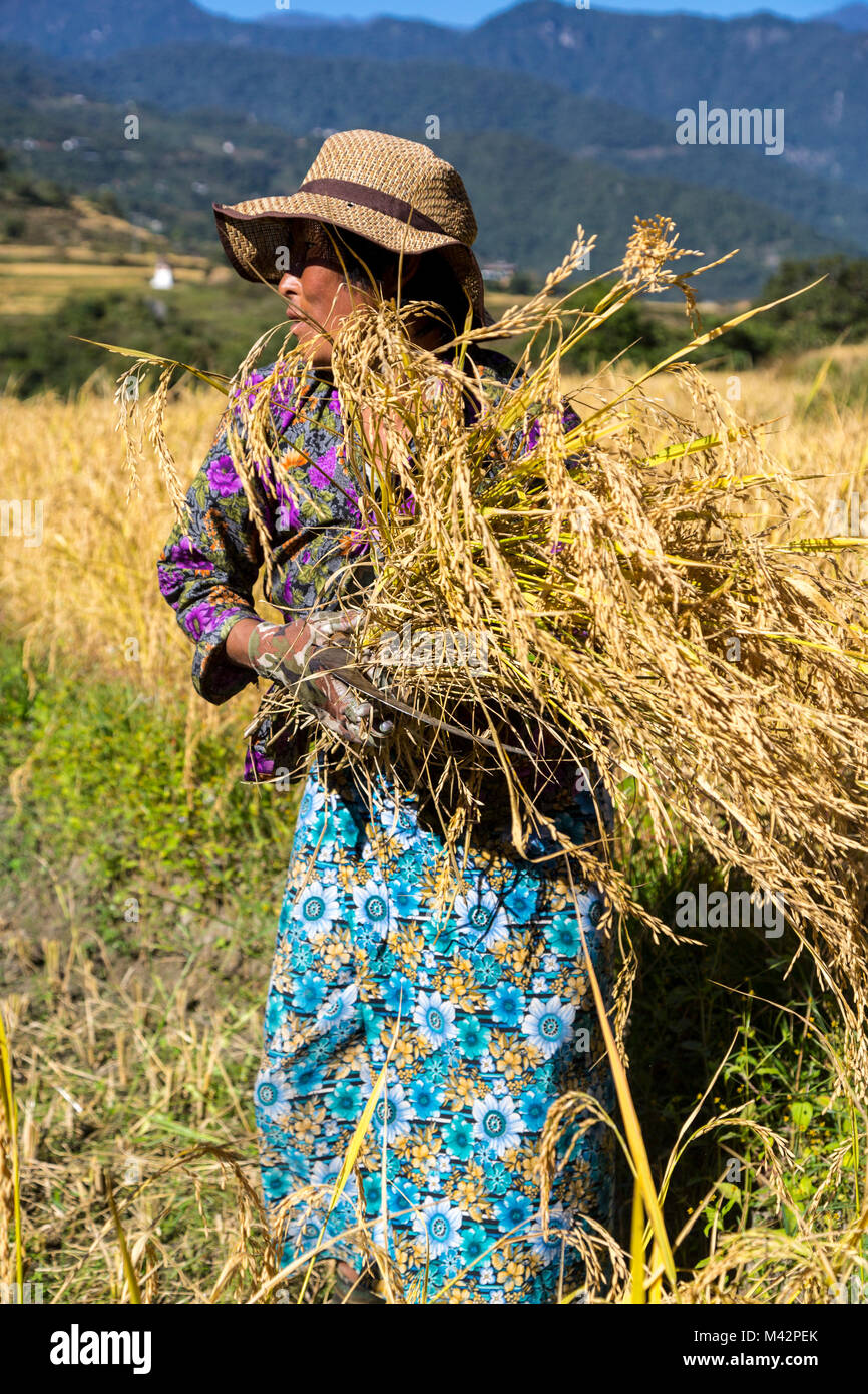 Harvesting rice hi-res stock photography and images - Alamy