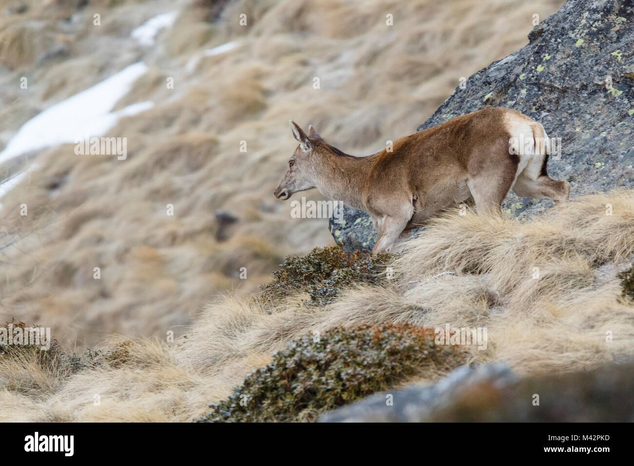 Lombardy, Italy. Red deer Stock Photo - Alamy