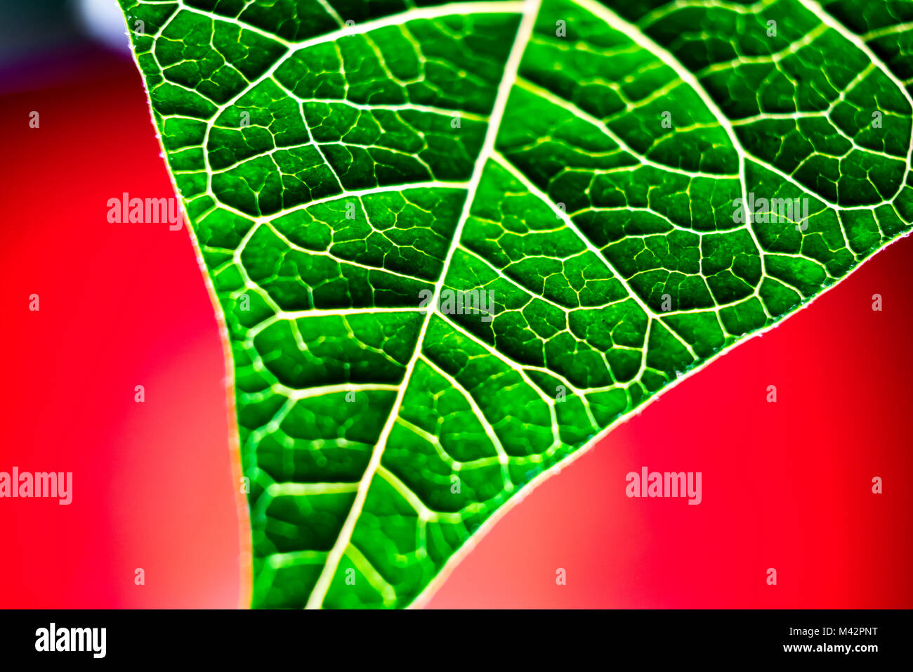 Ridged leaf background hi-res stock photography and images - Alamy