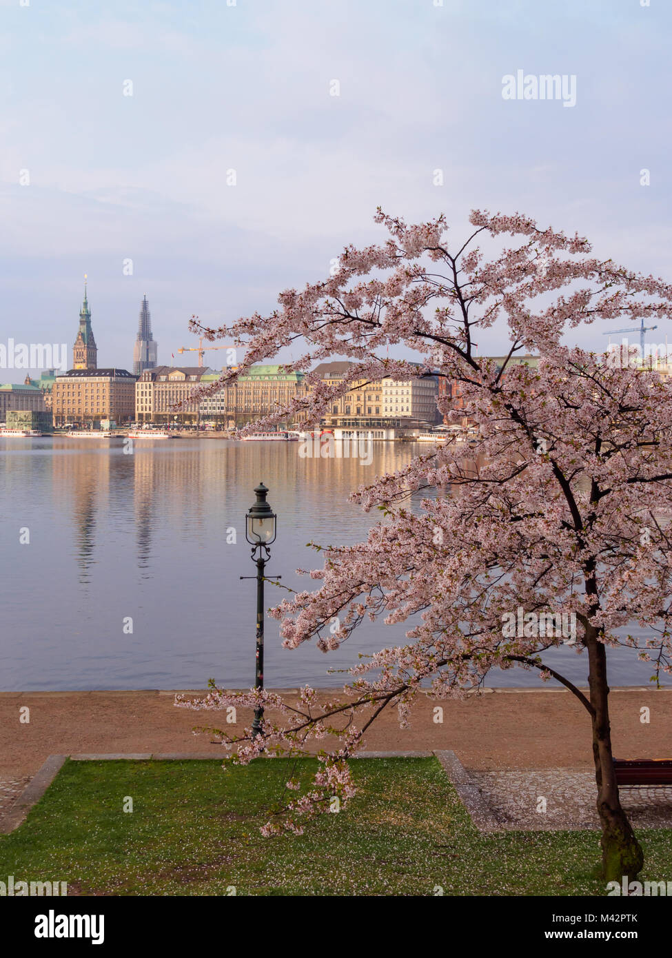 Hamburg, Germany - April 14, 2016: Blooming cherry tree at the inner ...