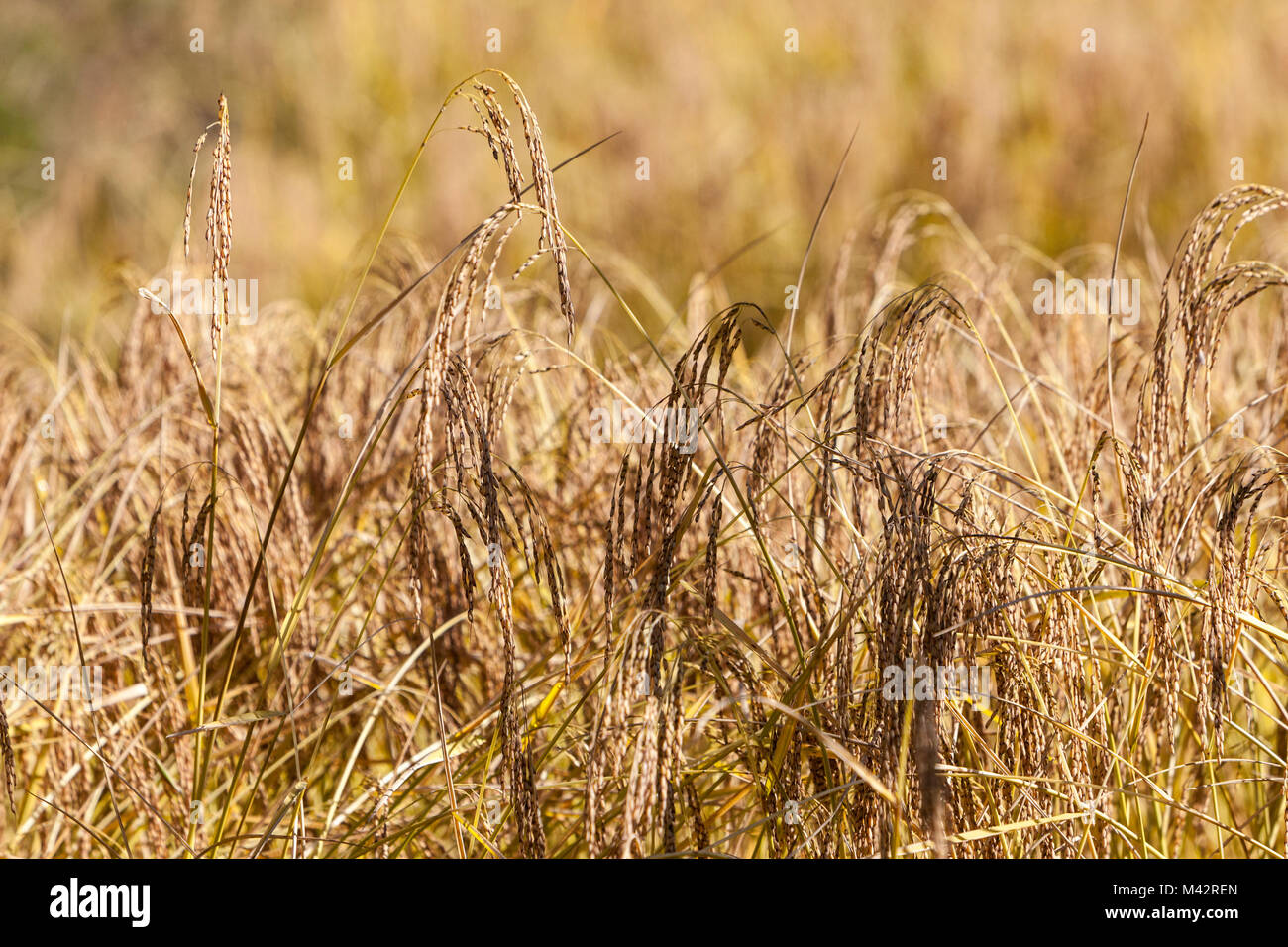 Rice ready hi-res stock photography and images - Alamy