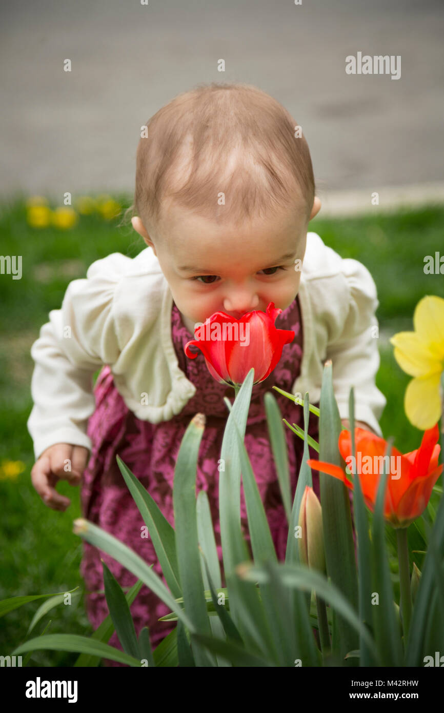 A toddler enjoys a spring walk, smelling new blossoms in a flower ...