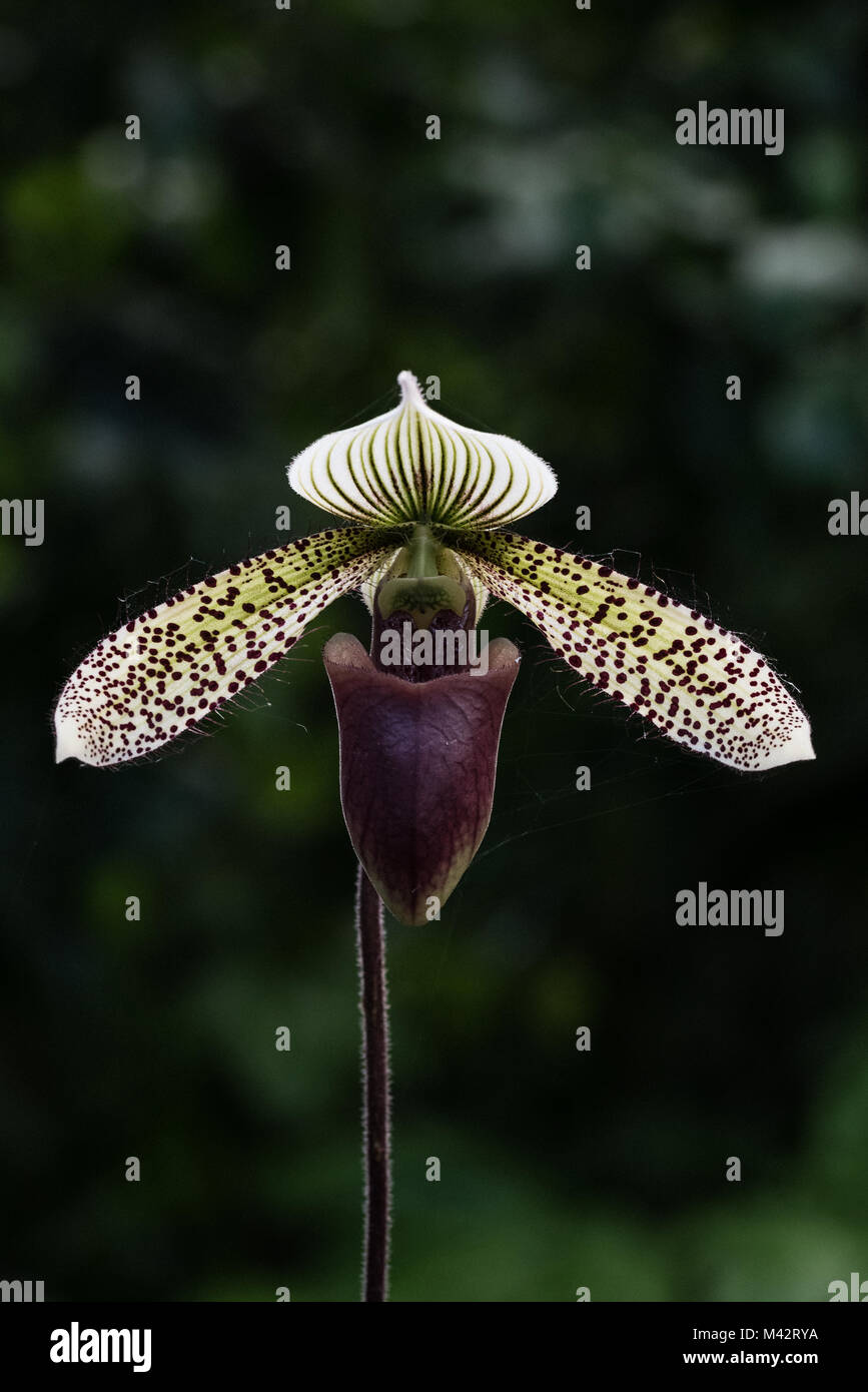 Orchid flower in color Stock Photo - Alamy