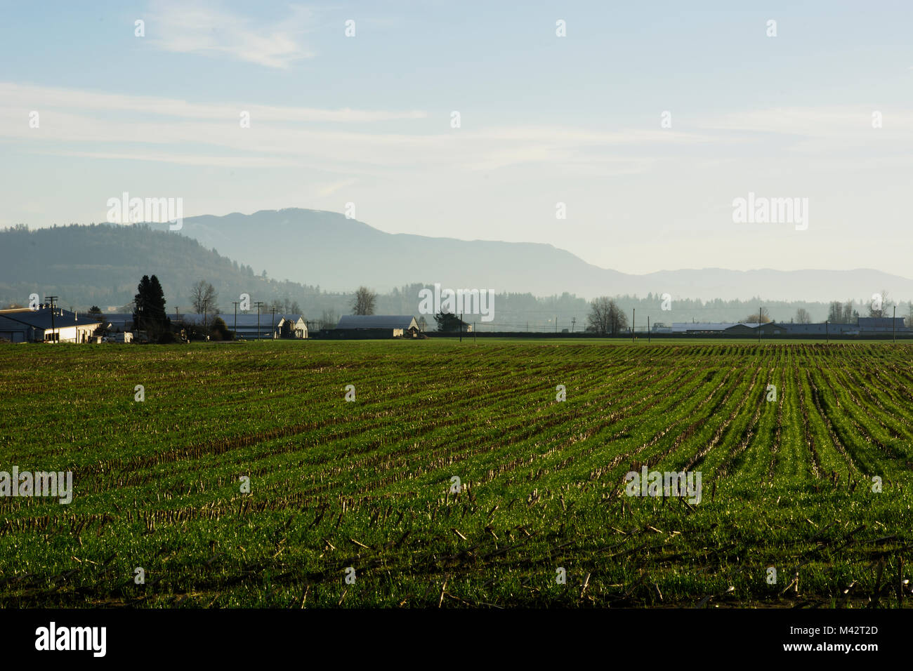 Matsqui hi-res stock photography and images - Alamy