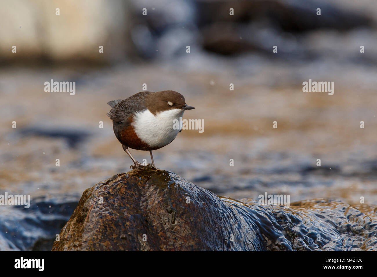 Lombardy, Italy. Dipper Stock Photo - Alamy