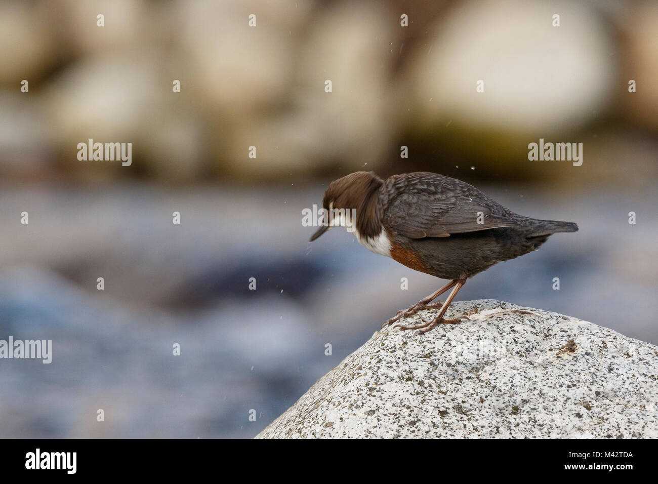 Lombardy, Italy. Dipper Stock Photo - Alamy
