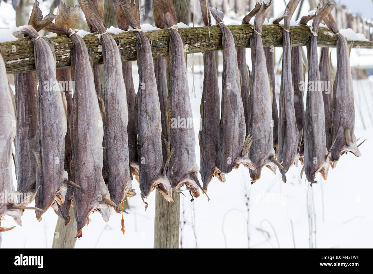 Cod stockfish hang to dry in winter, lofoten islands, Norway Stock ...