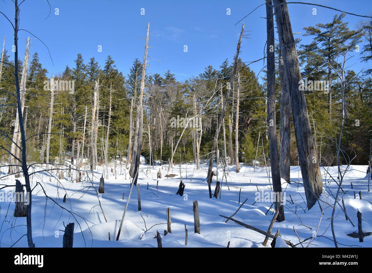 Winter Swamp in New Hampshire Stock Photo - Alamy