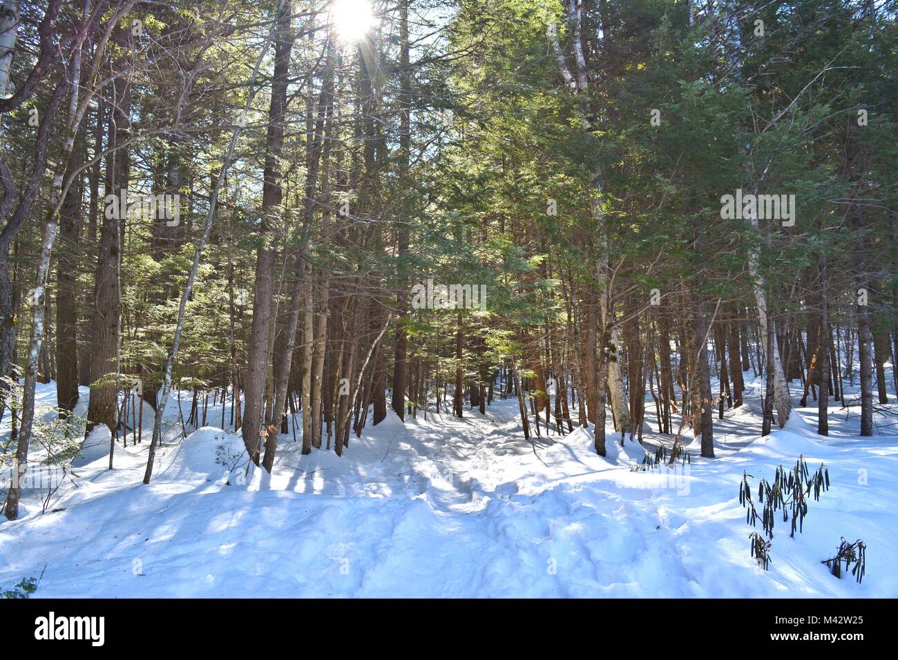 sun shining through trees in winter Stock Photo - Alamy