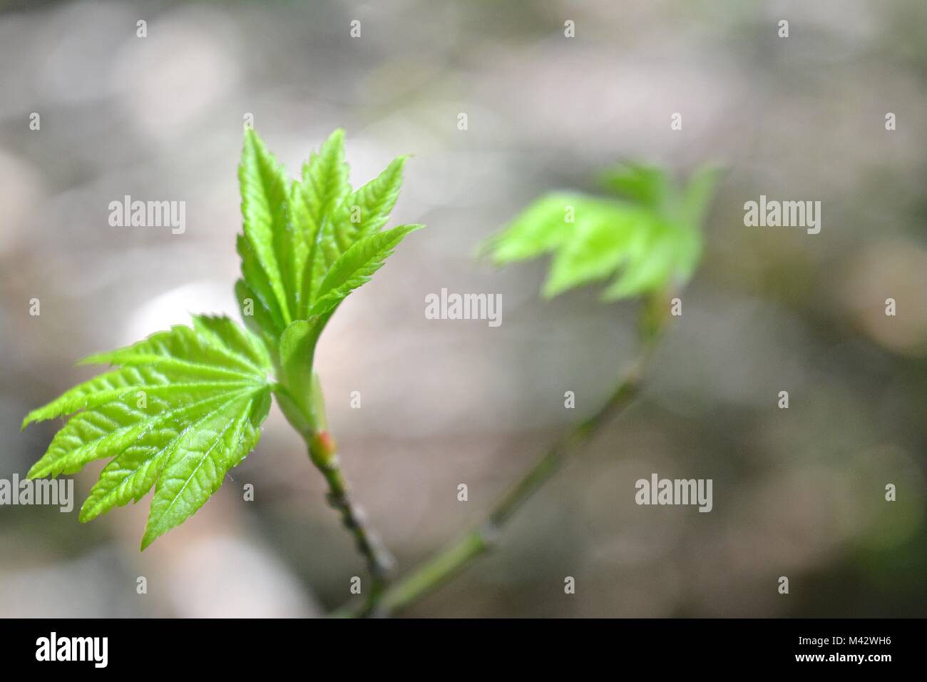 Budding plant hi-res stock photography and images - Alamy