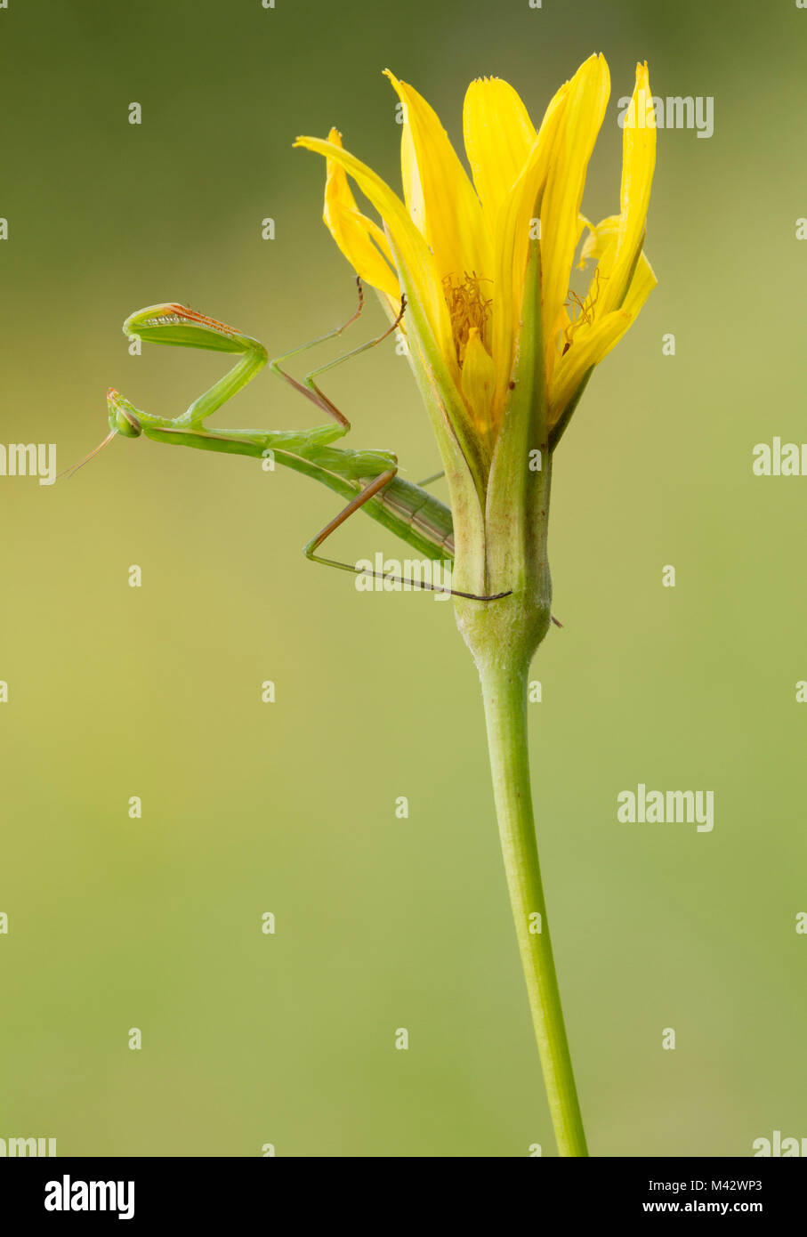 Mantis insect waiting for some prey is set on a yellow flower ...