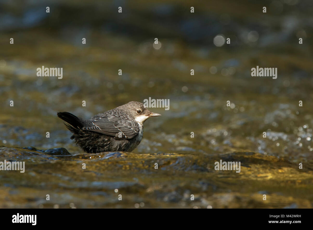 Lombardy, Italy. Dipper Stock Photo - Alamy