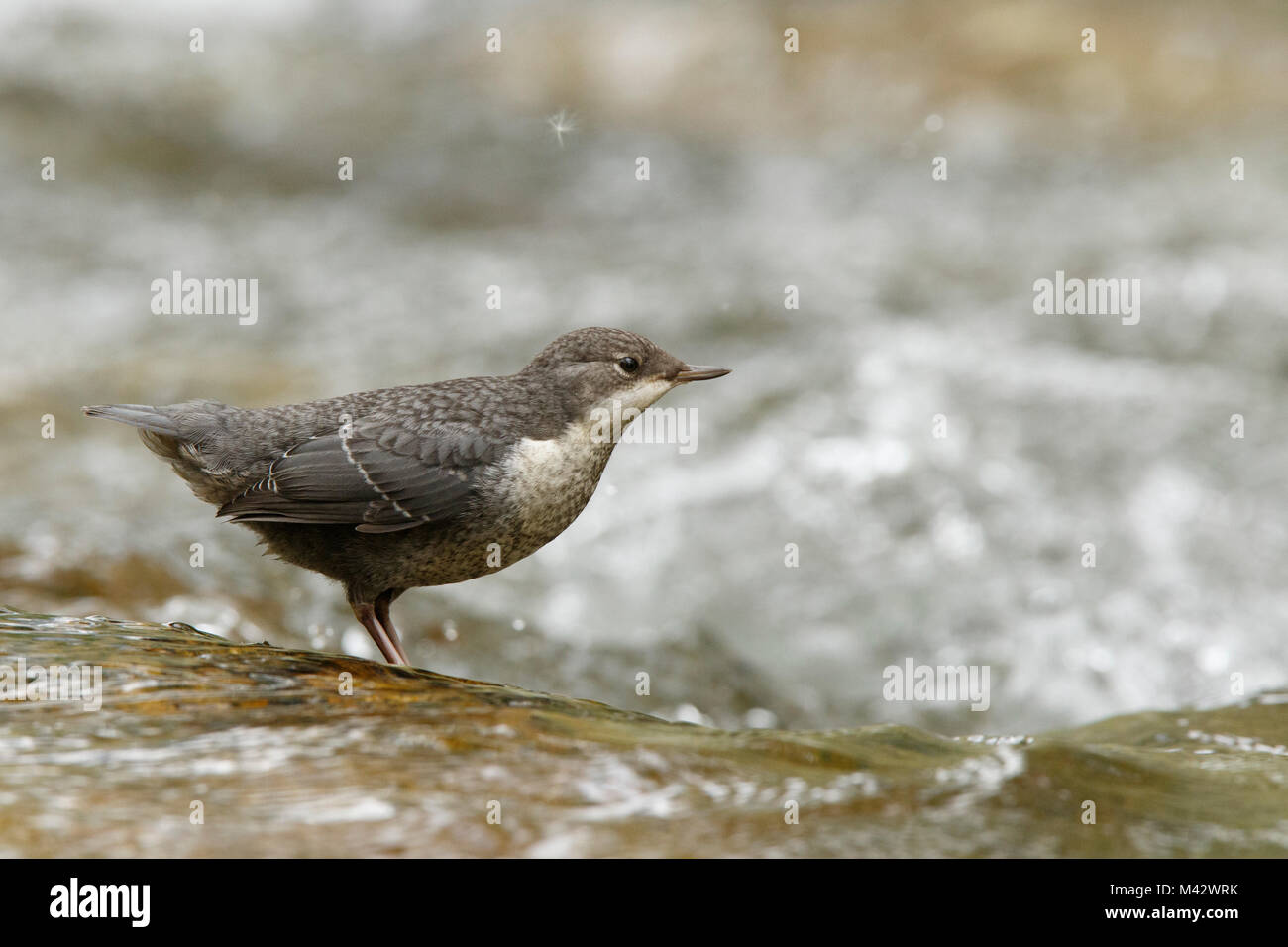 Lombardy, Italy. Dipper Stock Photo - Alamy