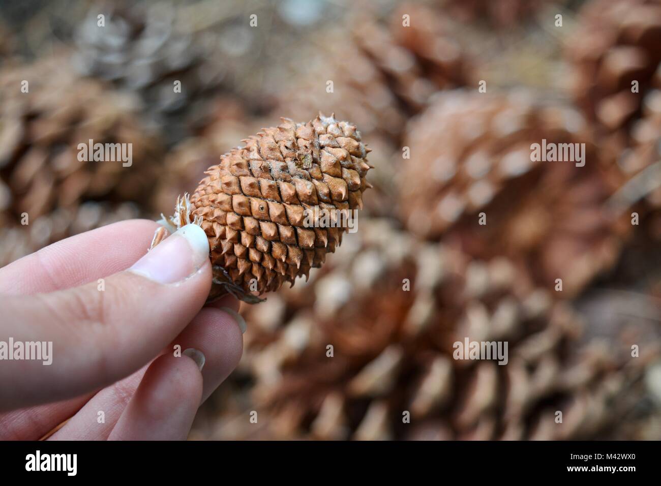 pine cones background Stock Photo - Alamy