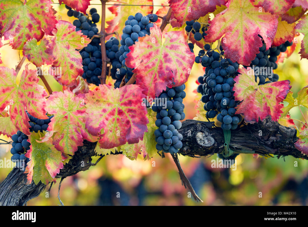Sagrantino grape hi-res stock photography and images - Alamy