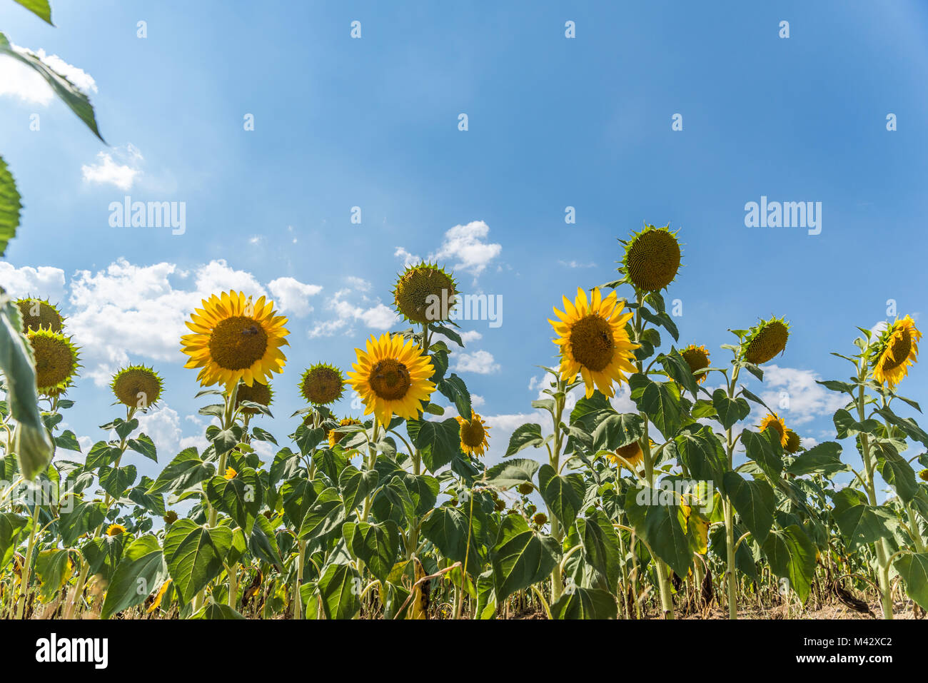 Beautiful agricultural landscape sunflowers hi-res stock photography ...