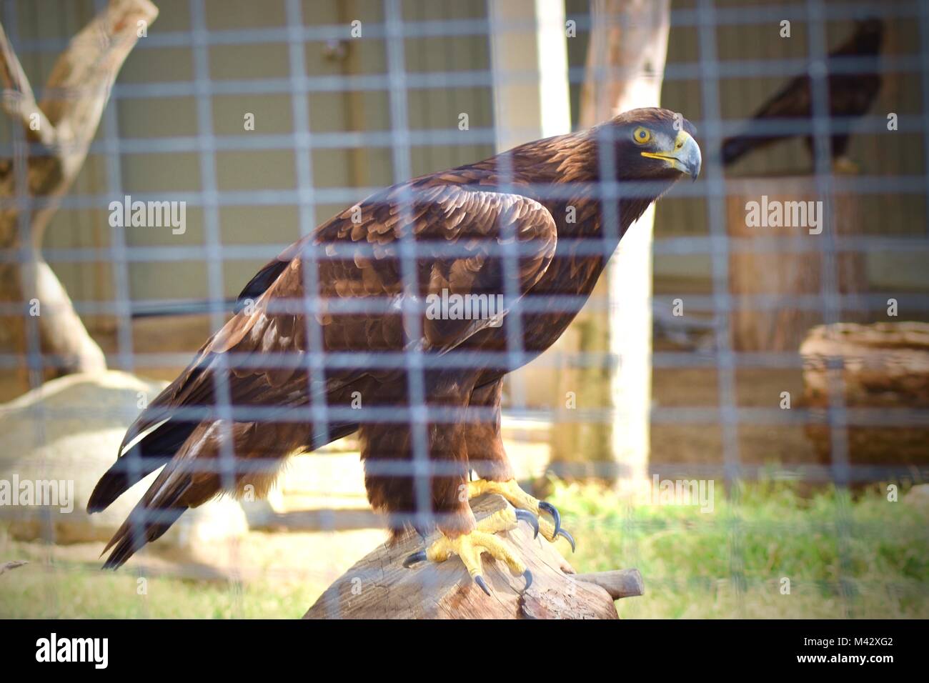 Up close of the face of a gorgeous falcon bird Stock Photo - Alamy