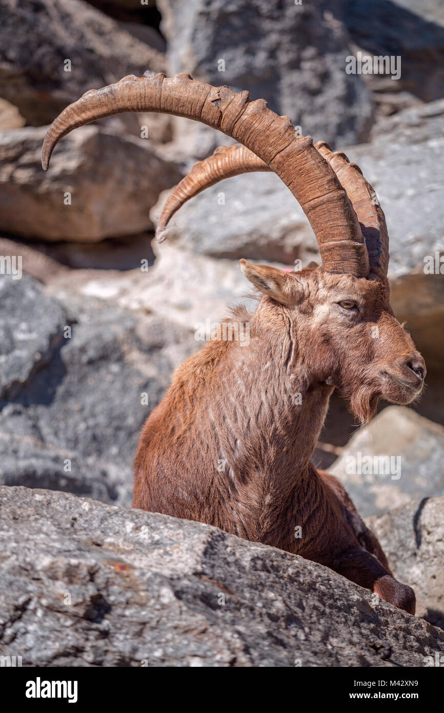 Alpenzoo, Innsbruck, Tirol - Tyrol, Austria - Österreich, Europe Stock ...