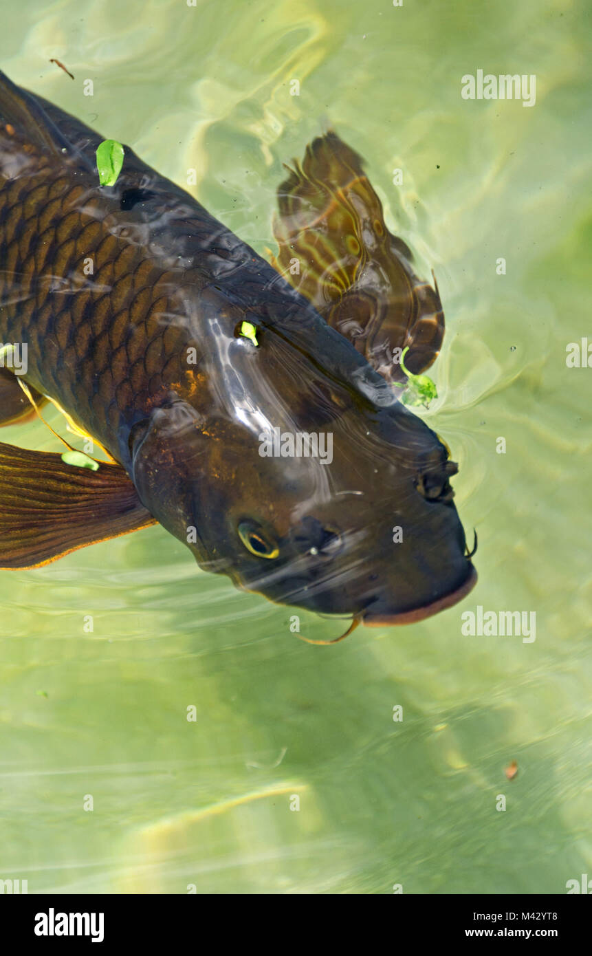 J a carp hi-res stock photography and images - Alamy