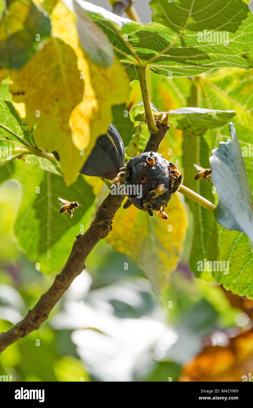 Honeybees feeding on ripe figs in the herb garden of the Getty Villa ...
