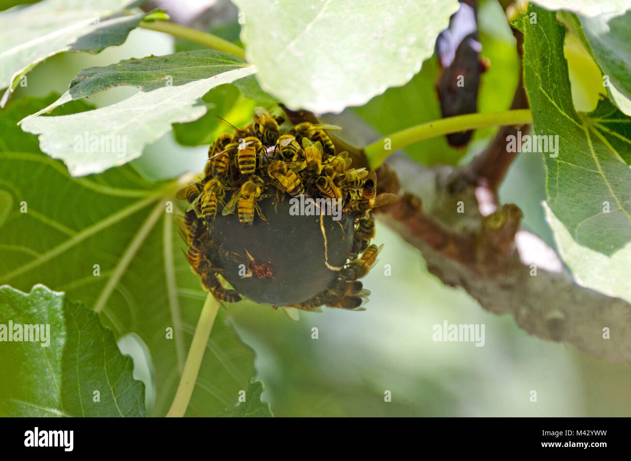 Honeybees feeding on ripe figs in the herb garden of the Getty Villa ...